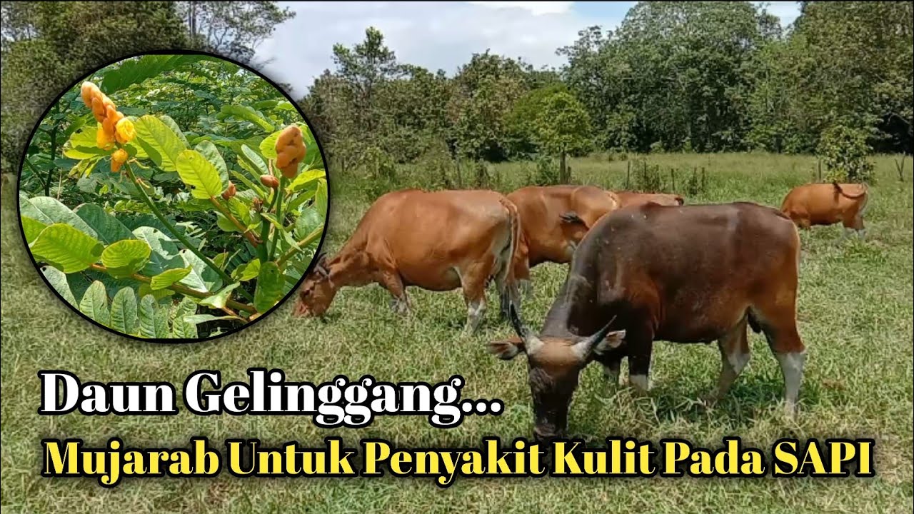 OBAT ALAMI Penyakit Kulit pada Sapi (Scabies) #gelinggang #sapibali # ...
