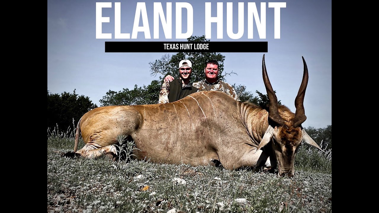 Eland Hunt at Texas Hunt Lodge May 2021 - Texas Exotic Hunting Series ...