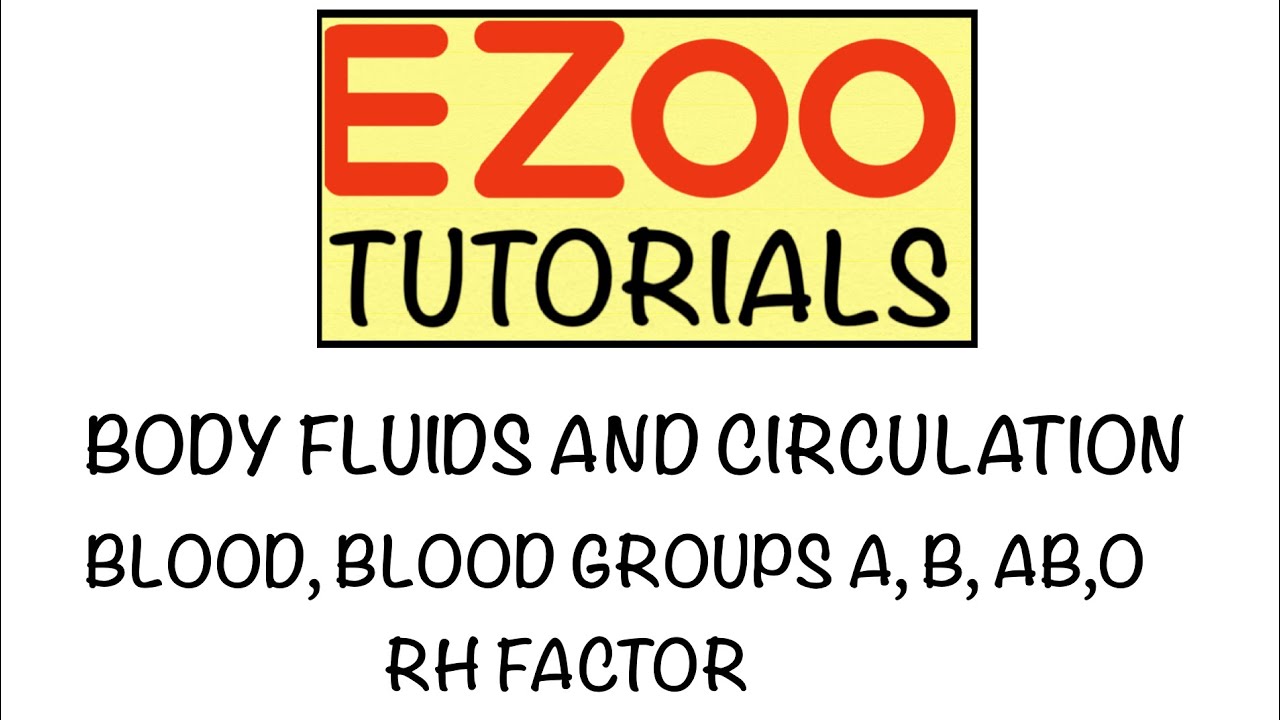 BODY FLUIDS | CIRCULATION | BLOOD | BLOOD GROUPS|A|B|AB|O|ERYTHROCYTES ...