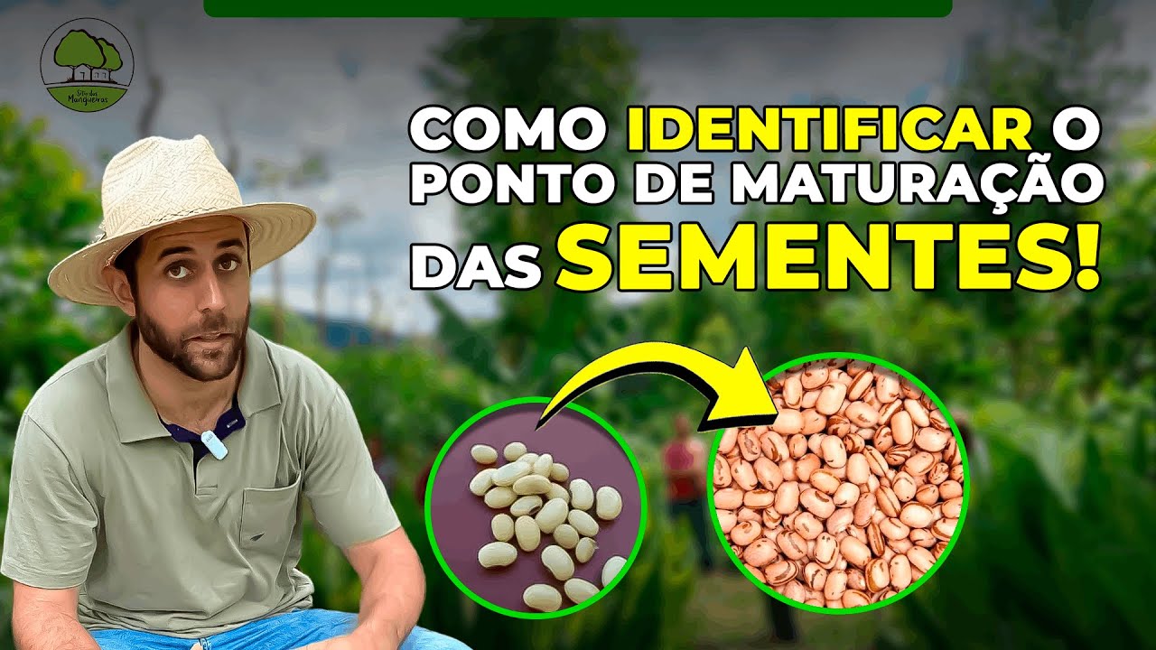 Como identificar o ponto de maturação das sementes - YouTube