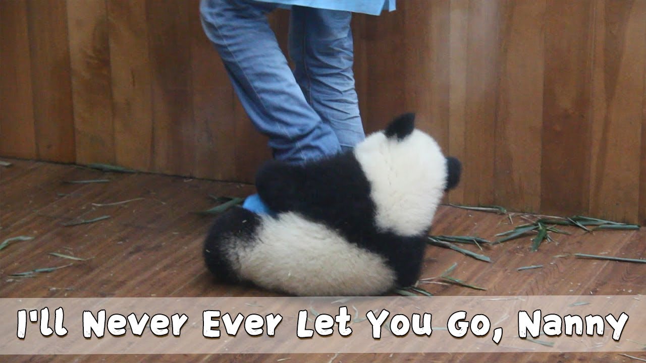 30 Seconds To Get The Correct Posture Of Hugging Nanny's Legs | iPanda ...