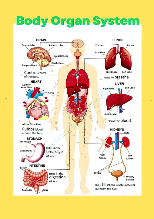 Body Organ System| Human Body Organ System and their functions # ...