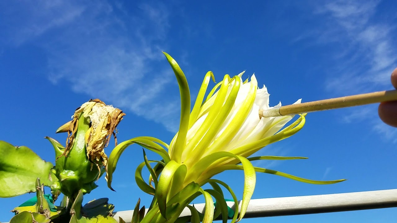 Dragon fruit pollination leads to marketing - YouTube