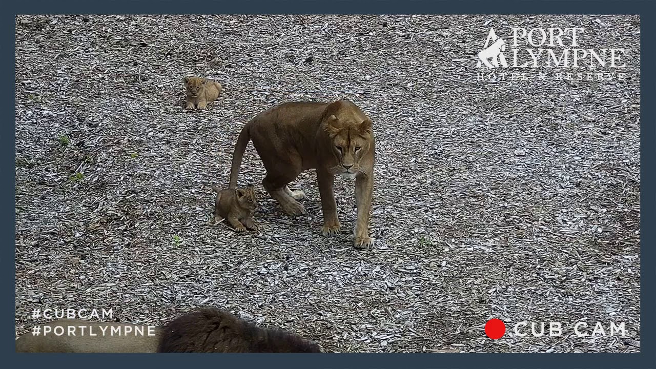 Lion Cub Cam Highlight | Play Fighting, Pouncing And Dinnertime - YouTube