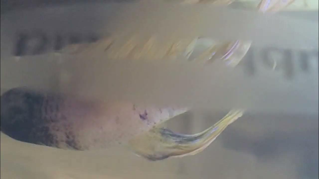 our long awaited trial and error of pairing up Betas - YouTube