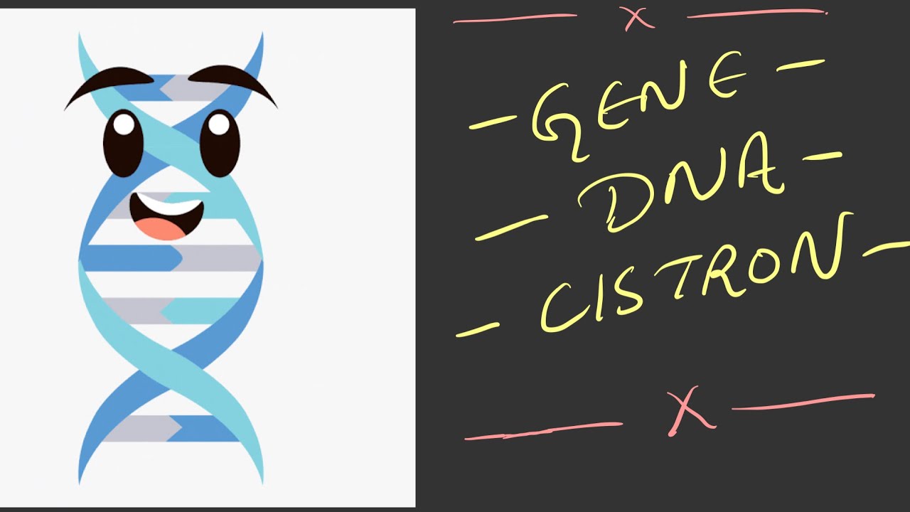 One Shot Series: Cistron, Gene, Allele, DNA, Chromosome and Ploidy ...