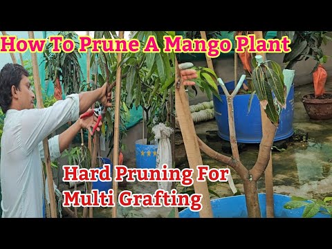 How To Prune A Mango Plant/Mango Plant Cutting/How To Hard Pruning For Multi Grafting/Mango Tree ...