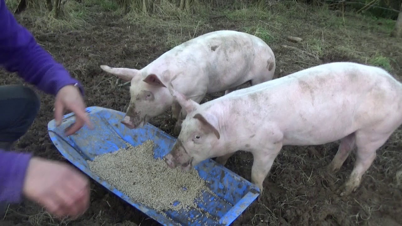 Our Animals - An Update. (Part Two - Rabbit, Sheep, Pigs, Ram and ...