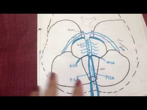 POSTERIOR CIRCULATION- MINUTES TO WIN IT! (USMLE) - YouTube