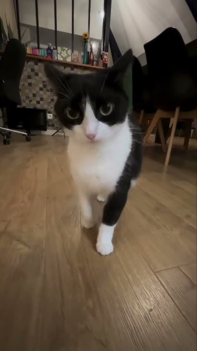 Funny cat video part 2 #catvideo #catmeme #meme #funnyvideo #shorts - YouTube