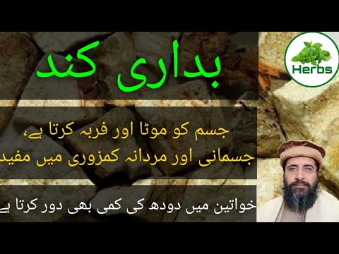 Health Benefits of Bdari Kand Urdu/Hindi | Badhari Qand ke fayde ...