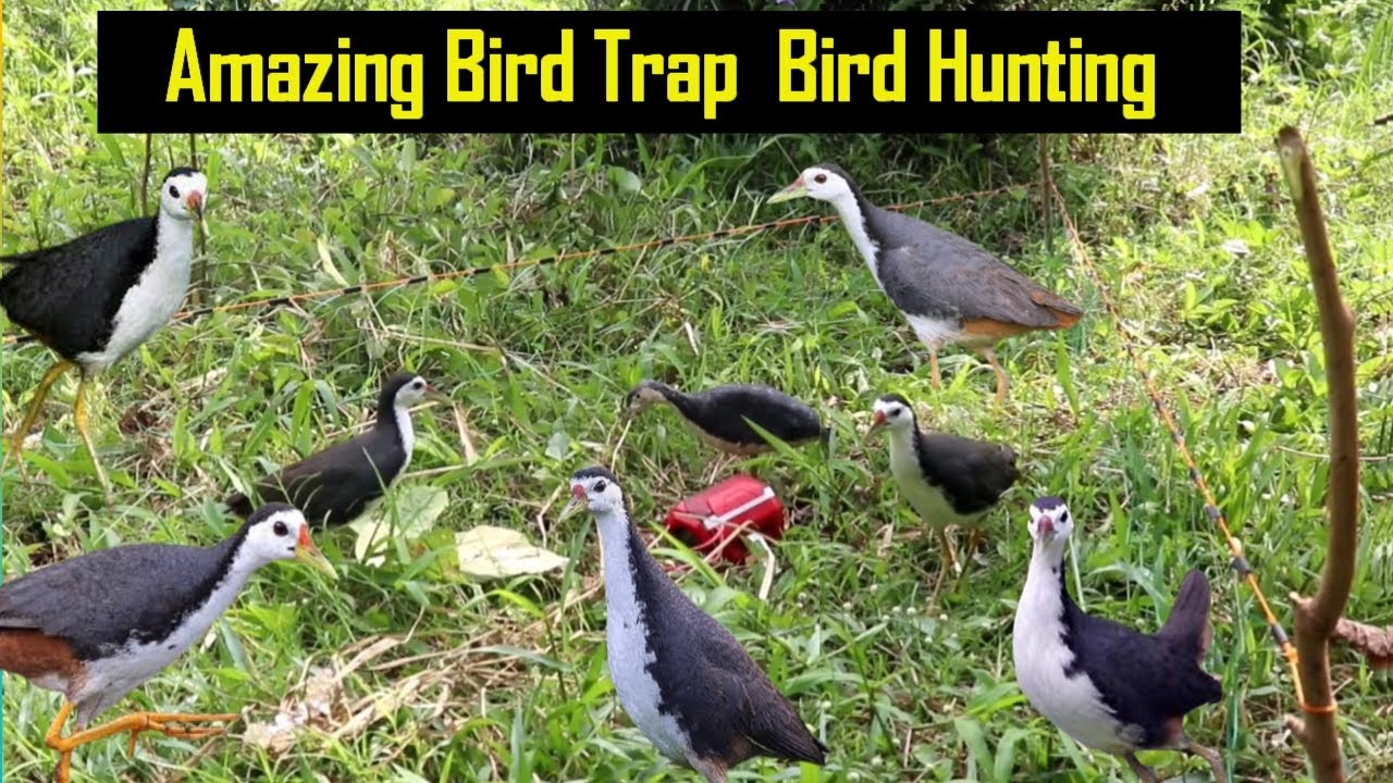 Bird Trap| Dahuk Bird Trap| Bird Hunting| Dahuk Bird Hunting| Bird Home ...