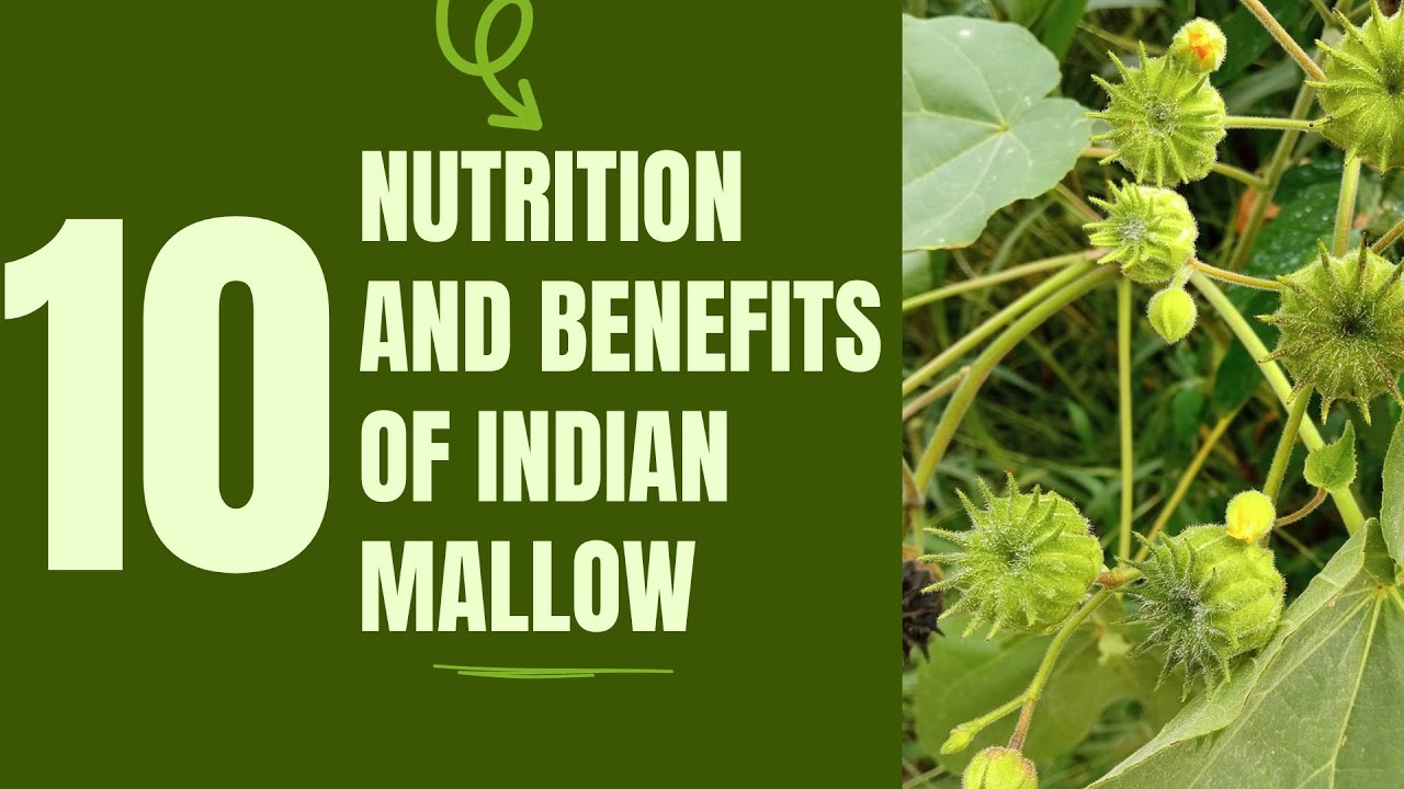 10 Medical Uses and Health Benefits of Indian Mallow (Abutilon indicum ...