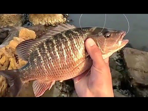 mangrove snapper fishing in Quintana jetty freeport tx - YouTube