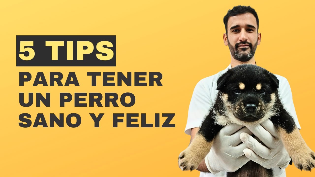 5 tips para tener un perro SANO y FELIZ! 🐶😁 - YouTube