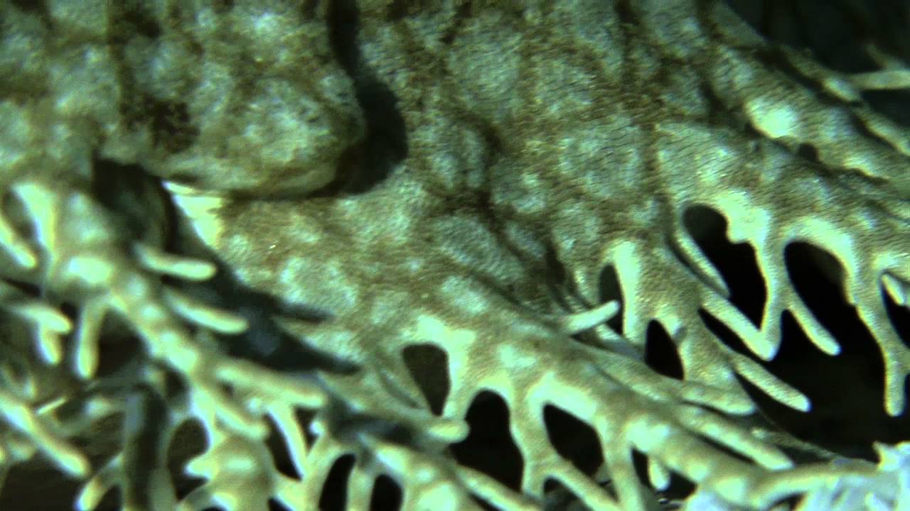 Les REQUINS TAPIS - YouTube