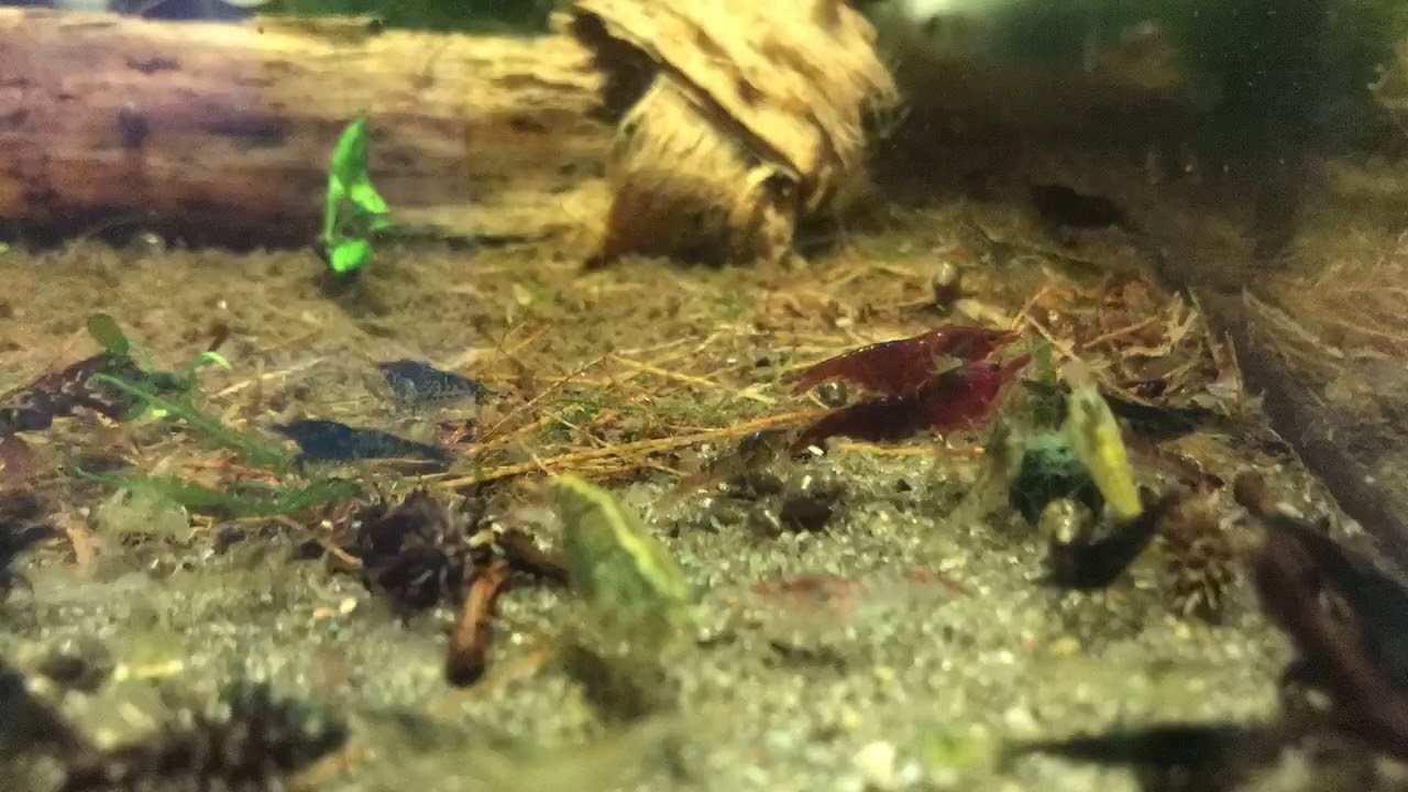 Mixed neo caridina shrimp tank - YouTube