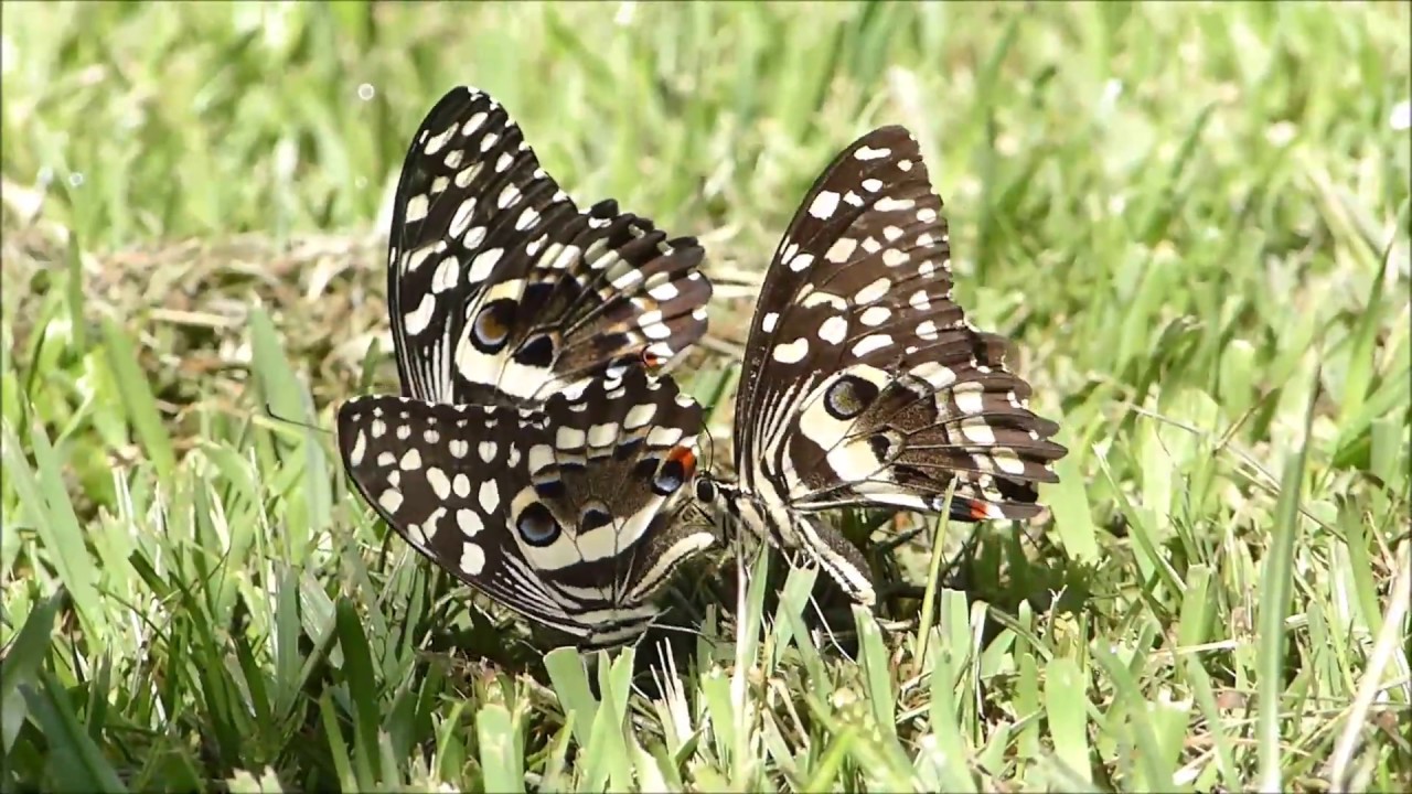 Citrus Swallowtail Butterflies - YouTube