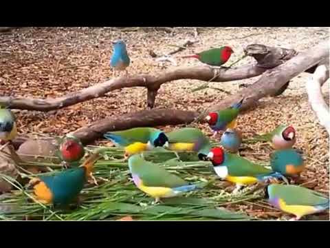 Xeyidim - Helbestên Xortanî 1987