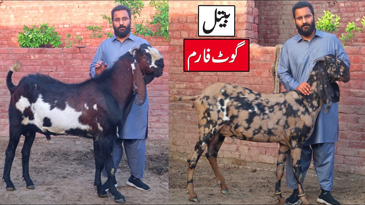 Beetal Goat Farm Of Umair Bhai - Goat Farming Lahore 2024 - YouTube