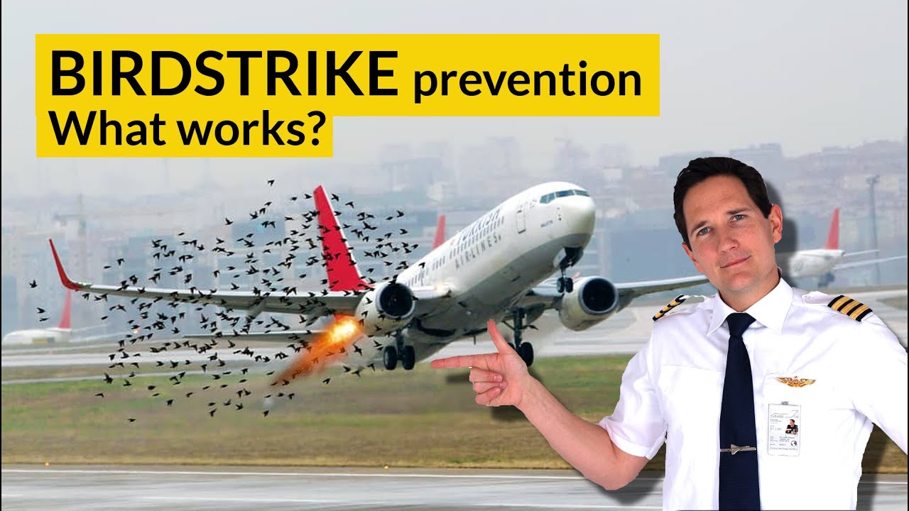 PLANES vs BIRDS!!! Explained by CAPTAIN JOE - YouTube