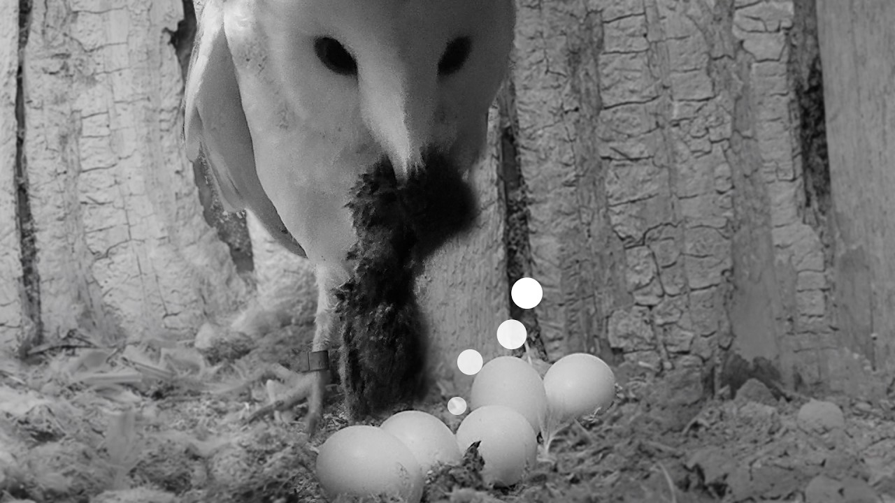 Barn Owl Tries to Feed Cheeping Egg | Gylfie & Dryer | Robert E Fuller ...