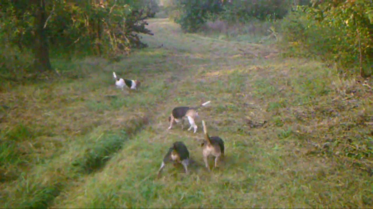 My Beagle Pack ready for the Hunting Season! - YouTube