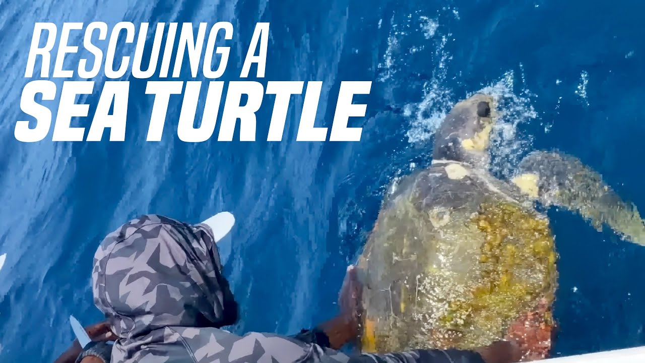 Fishermen Rescue a Sea Turtle Tangled in Rope - YouTube