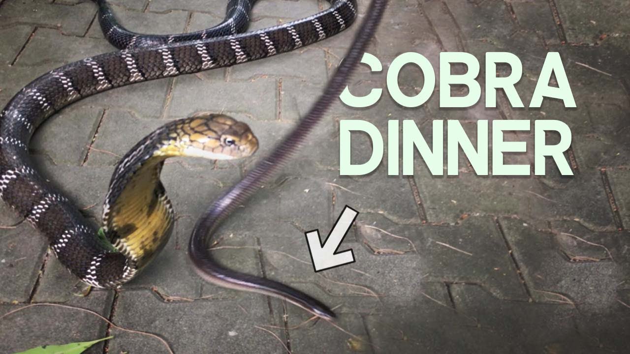 SNAKE VS SNAKE - KING COBRA FEEDING WITH CHRISWEEET - YouTube