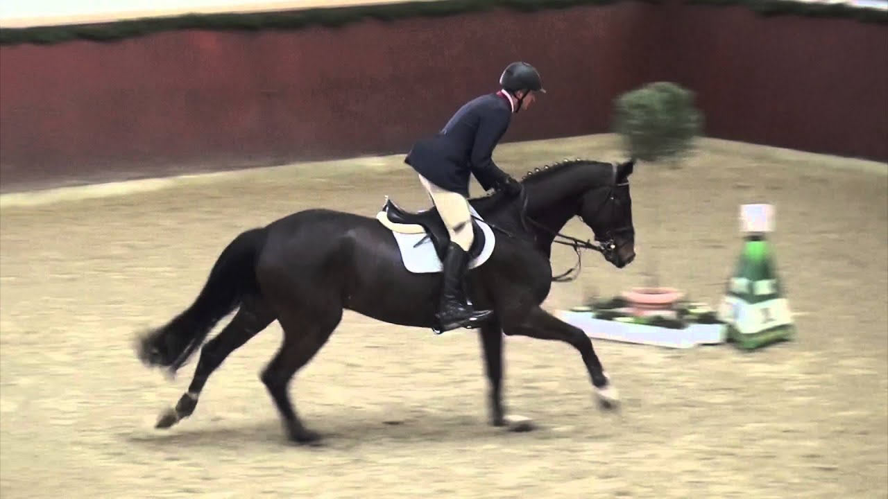 Balou du Rouet-Acord II gelding * 2010 for sale - YouTube