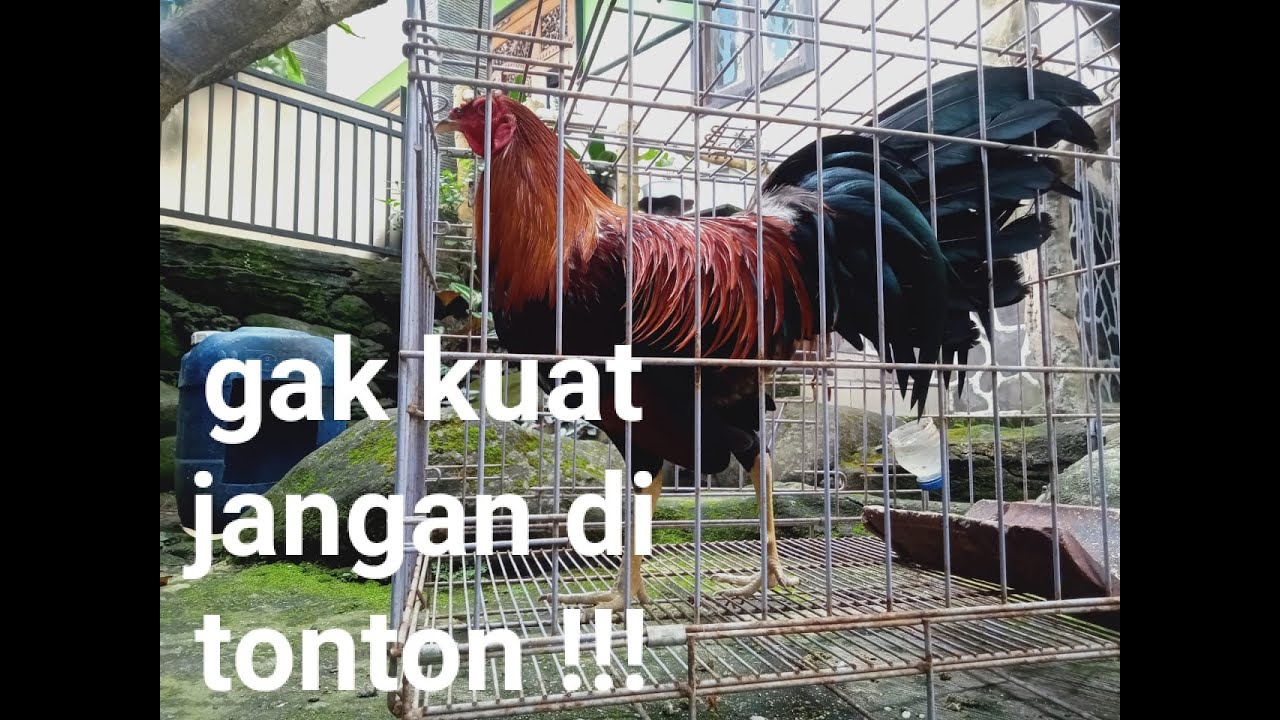 CARA MEMOTONG JENGGER AYAM || GANTENGNYA MAKSIMAL - YouTube