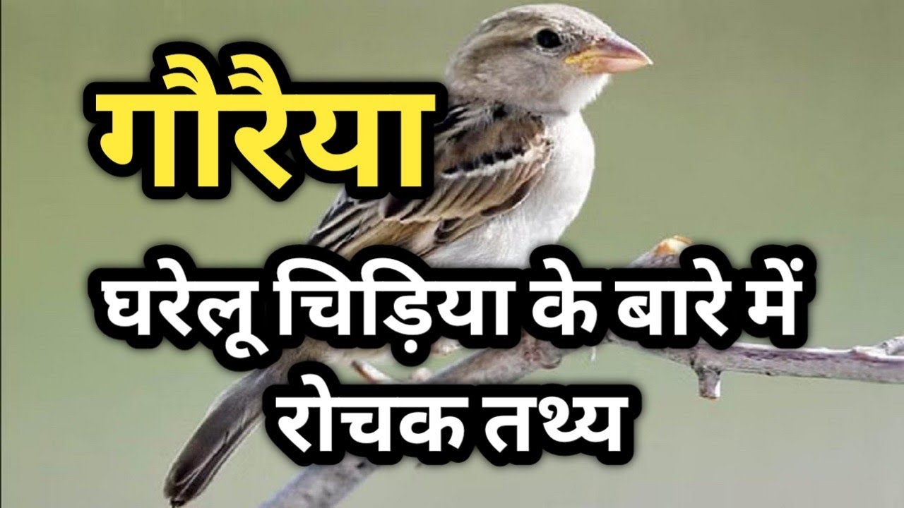 घरेलू चिड़िया गौरैया के बारे में रोचक तथ्य | Amazing Facts about House ...
