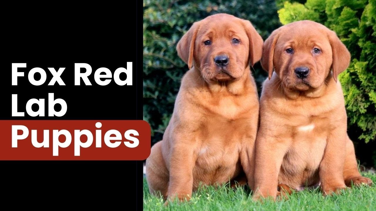 Where to Find Fox Red Lab Puppies For Sale - YouTube