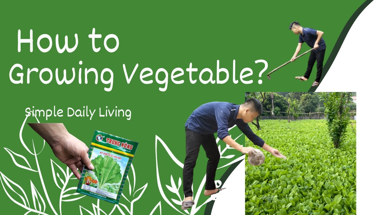 Growing Vegetables and Cut vegetables For Feed Chickens - Sample Daily ...