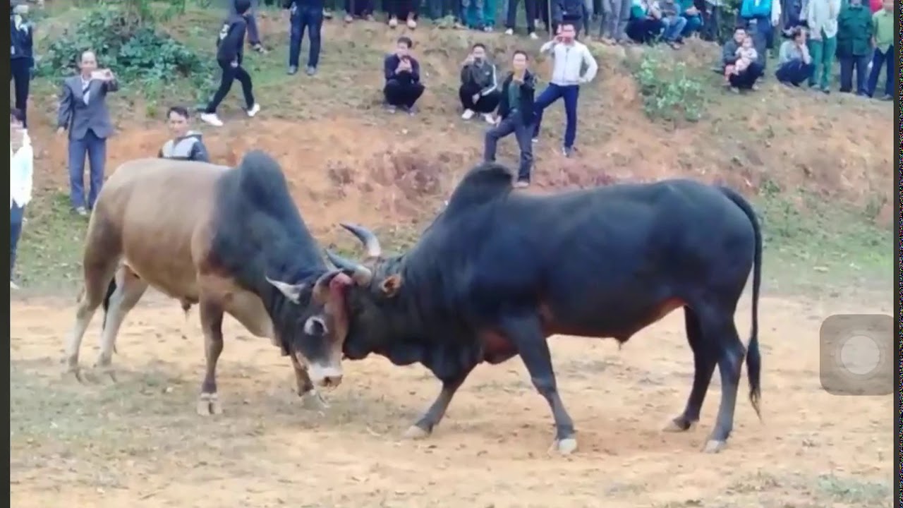 Nguj sib nraus - YouTube