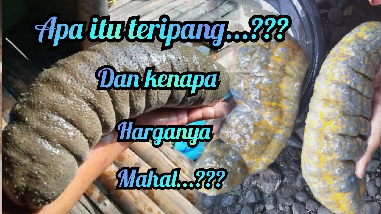 Teripang (timun laut) itu apa? dan kenapa harga teripang mahal ...