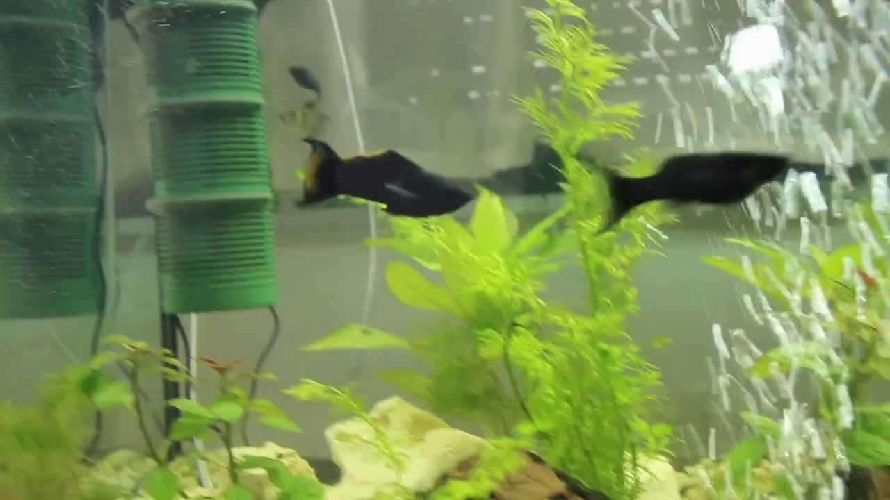 Sailfin Black Mollies Mating - YouTube