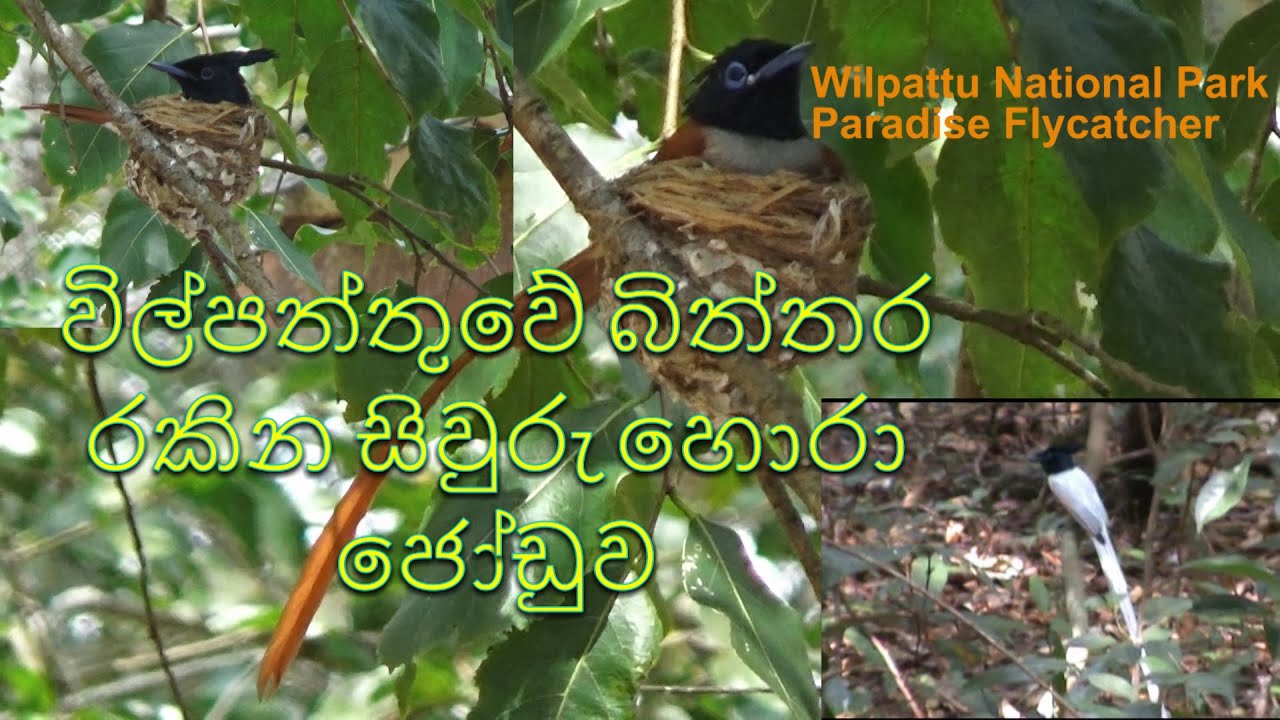 Wilpattu National Park / Paradise Flycatcher / Birds in Sri Lanka ...