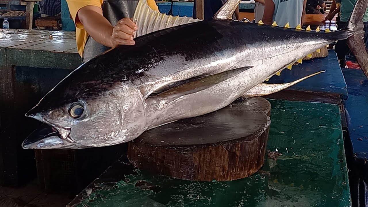 MANCING TUNA TRADISIONAL INDONESIA | KETERAMPILAN MANCING TUNA SIRIP ...