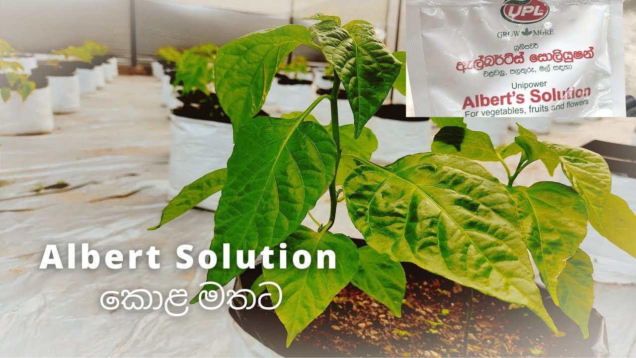 Albert Solution පත්‍ර වලට යොදමු | How to use Albert Solution Fertilizer ...