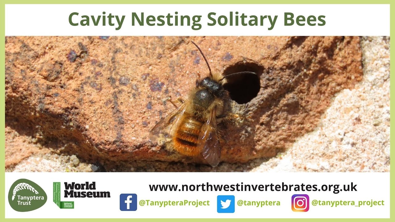 Cavity Nesting Solitary Bees in the UK - YouTube