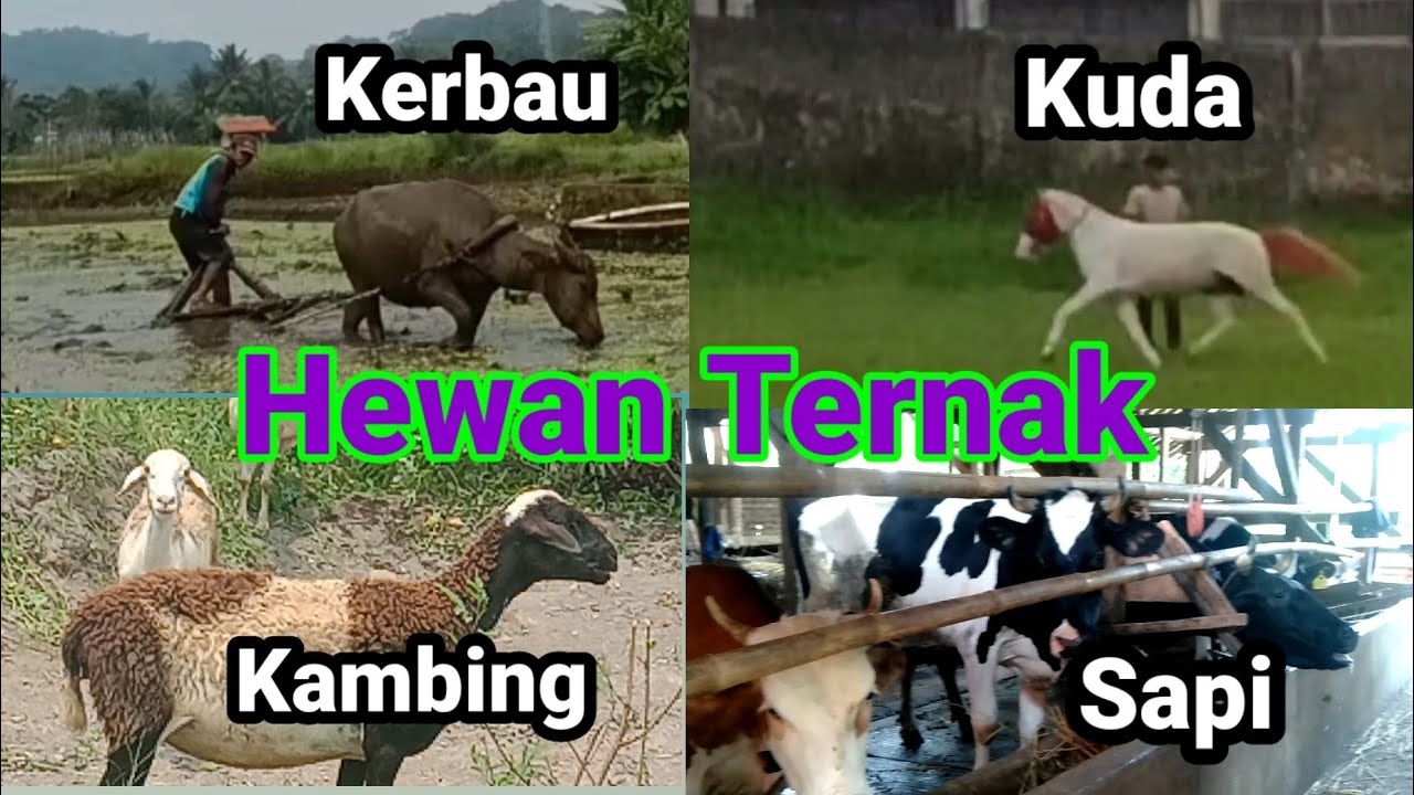 Suara domba, Suara Sapi, Suara Kuda, Suara Kerbau, suara suara hewan ...