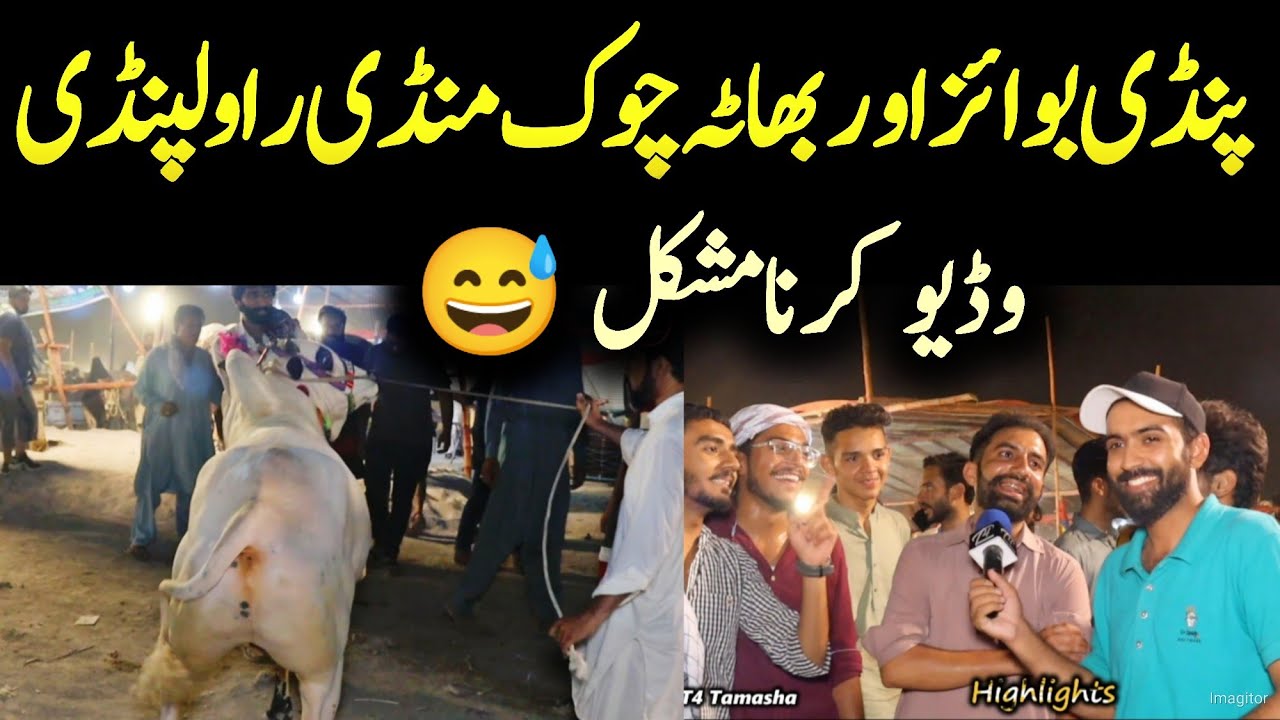 bhaata Chok Mandi 2023 - Pindi boys - bakra Mandi 2023 - dangerous ...
