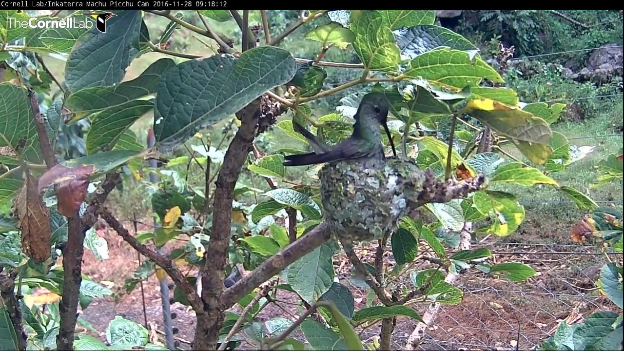 Nido de Picaflor - Nest of hummingbird - YouTube