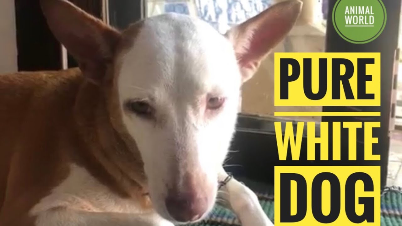 Dog - Pure White Dog - YouTube