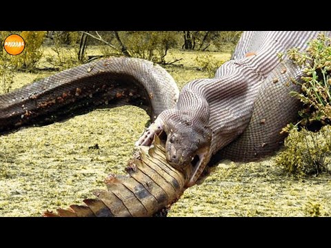 Top 10 Stupid Moments When Python Swallows Prey - YouTube