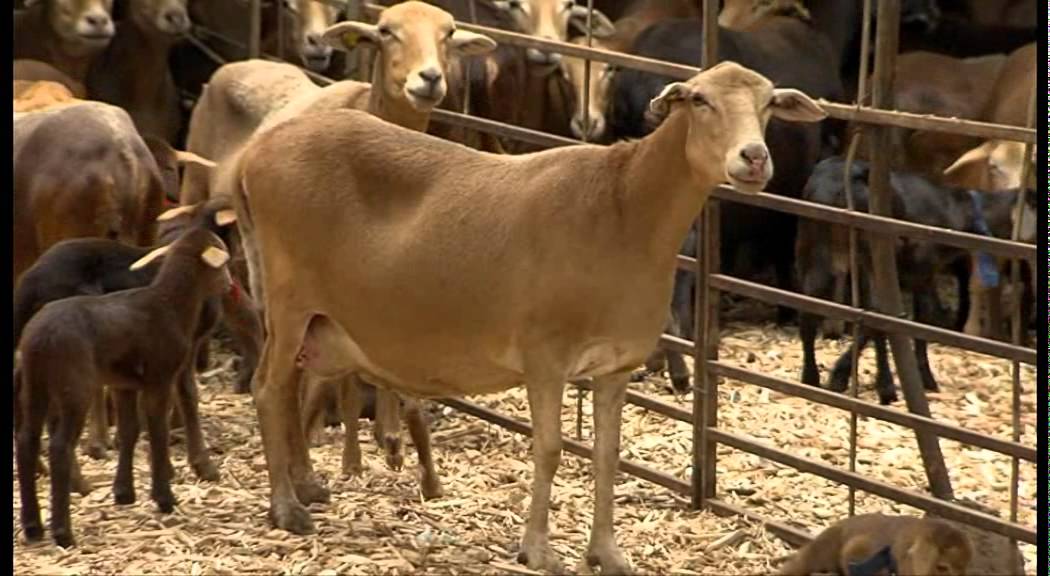 Ovino Canario de Pelo - Orígenes y características - YouTube