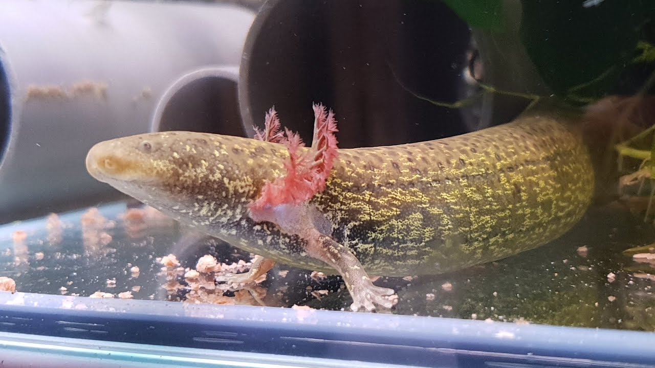 Greater siren eat feed (Siren lacertina) - YouTube