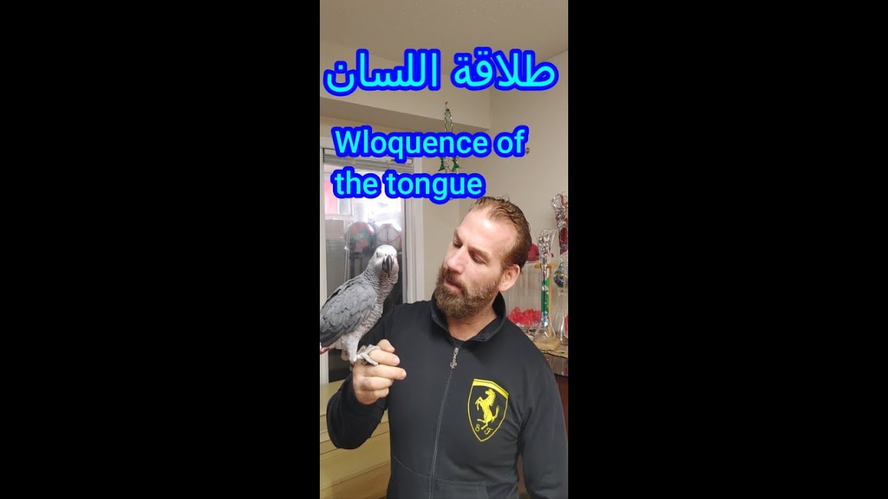 African Gray Parrot speaking fluently - YouTube