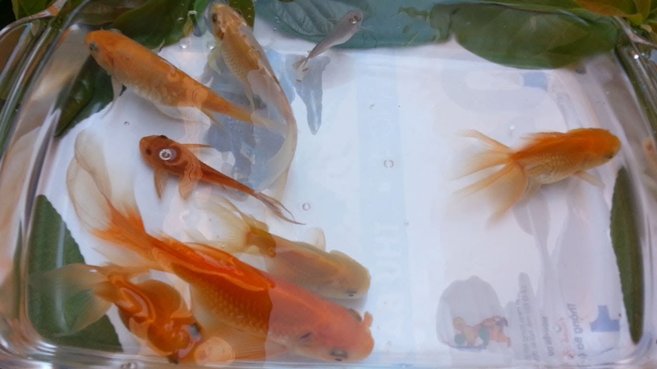 How cute the fishes are! Carps & Suckermouth catfish - YouTube